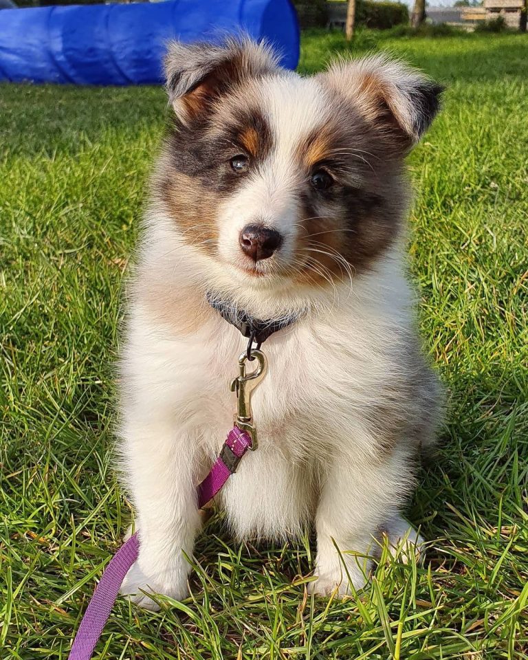 Mini Shetland Sheep Dog – Mini Sheltie Puppies For Sale